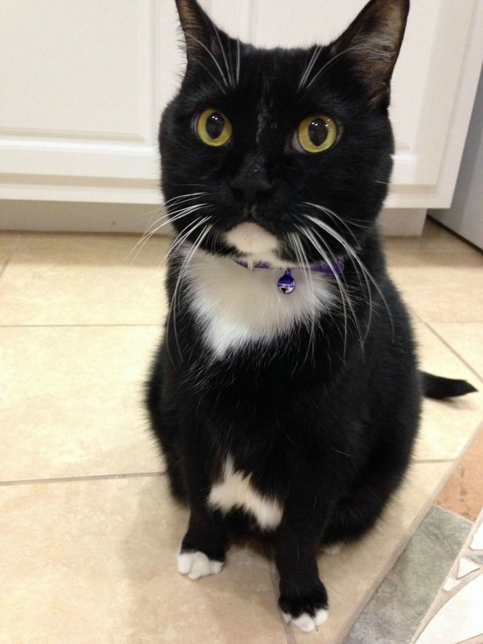 Meet Wylie And Tanner | Cute cats HQ - Pictures of cute cats and ...