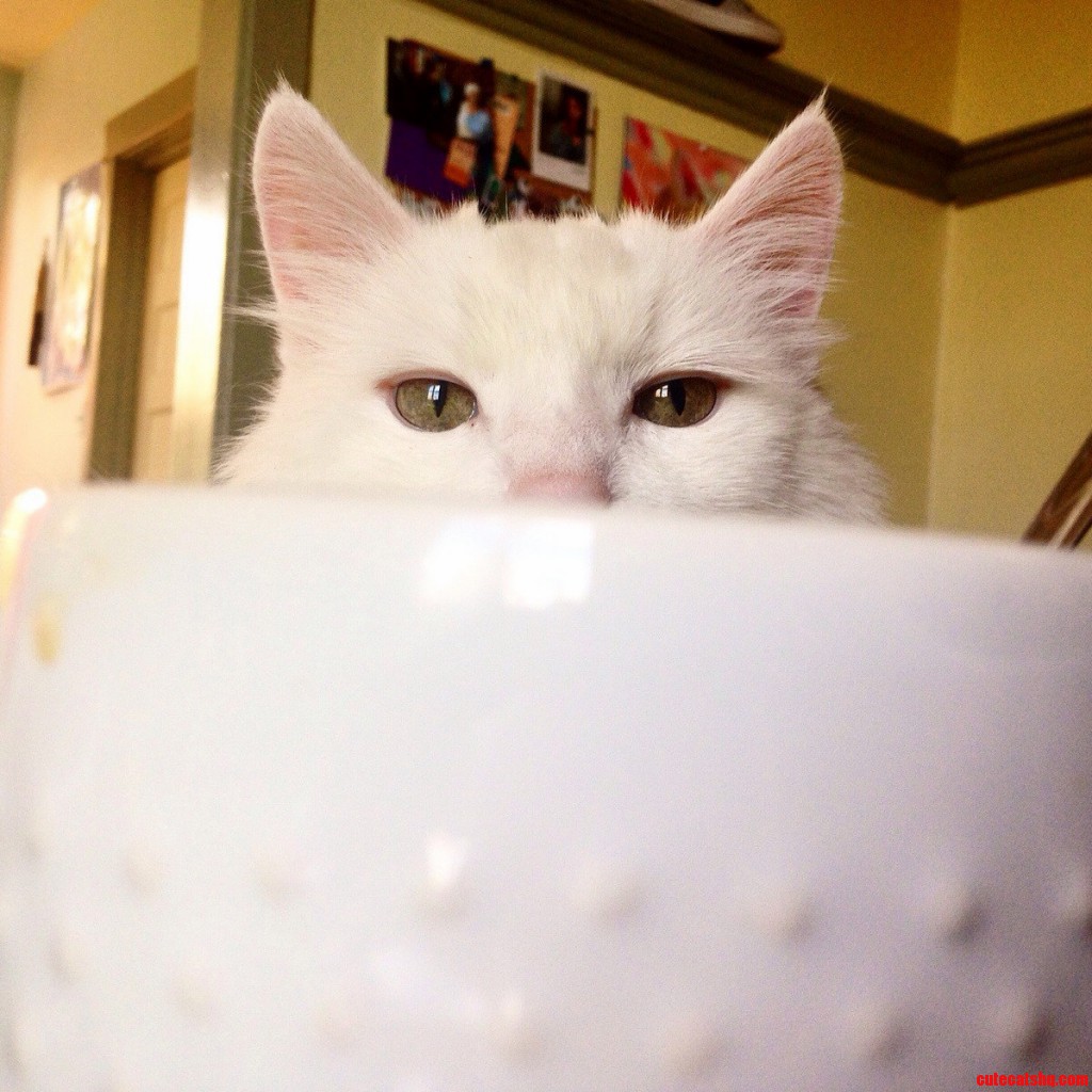 Bug eyed beauty. | Cute cats HQ - Pictures of cute cats and kittens ...