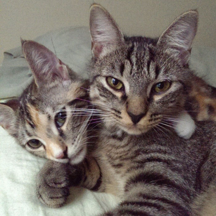 Bandito | Cute cats HQ - Pictures of cute cats and kittens Free ...