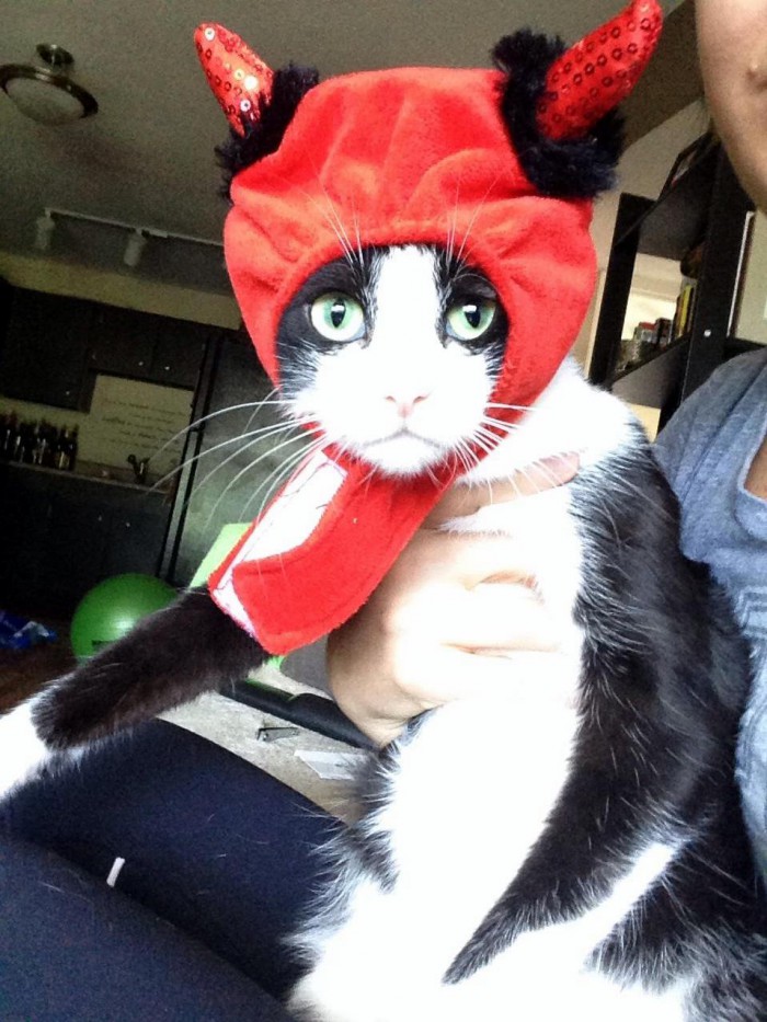 In Honor Of Shark Week | Cute cats HQ - Pictures of cute cats and ...