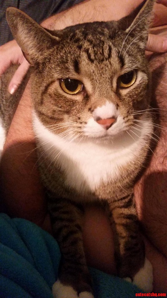 Dat Face. 83 | Cute cats HQ - Pictures of cute cats and kittens Free ...