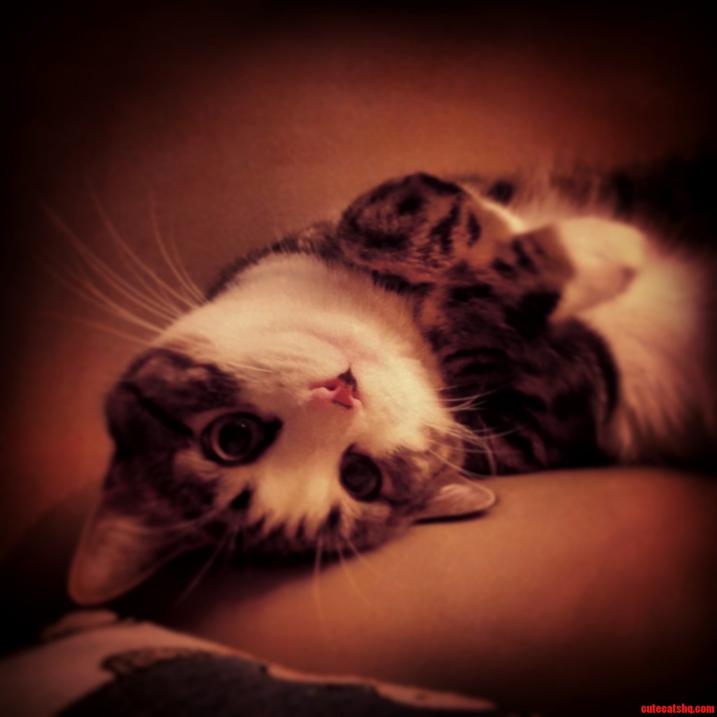 Dingus The Most Interesting Cat In The World. | Cute cats HQ - Pictures ...