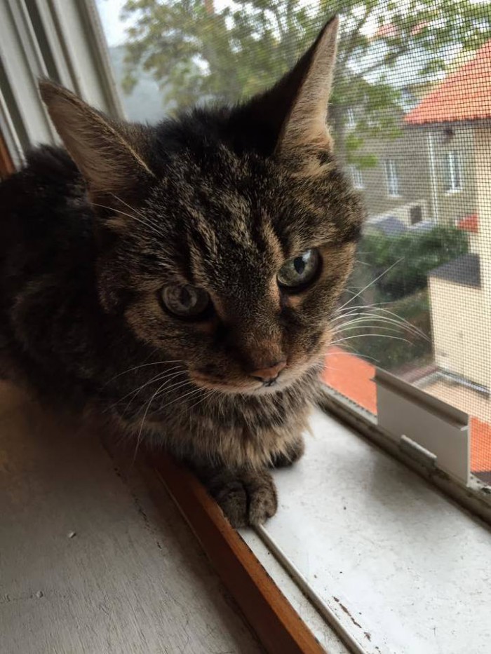 My Mums Cat Babe Ruth | Cute cats HQ - Pictures of cute cats and ...