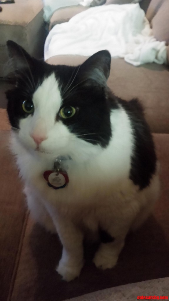 Dat Face. 83 | Cute cats HQ - Pictures of cute cats and kittens Free ...