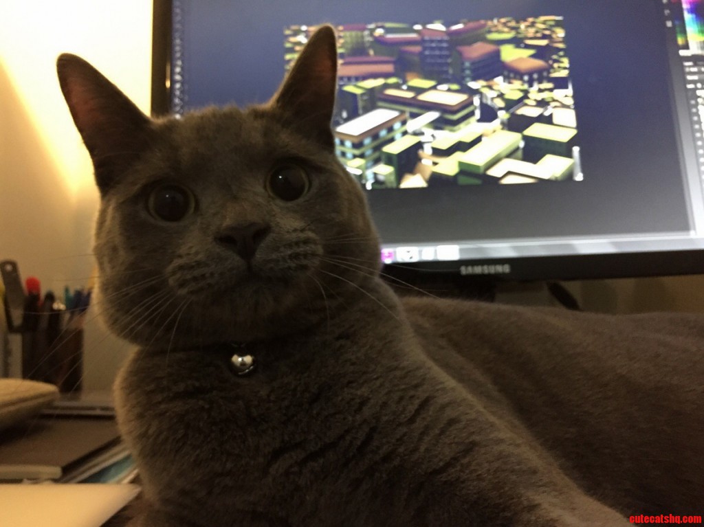 Amazing cat eyes | Cute cats HQ - Pictures of cute cats and kittens ...