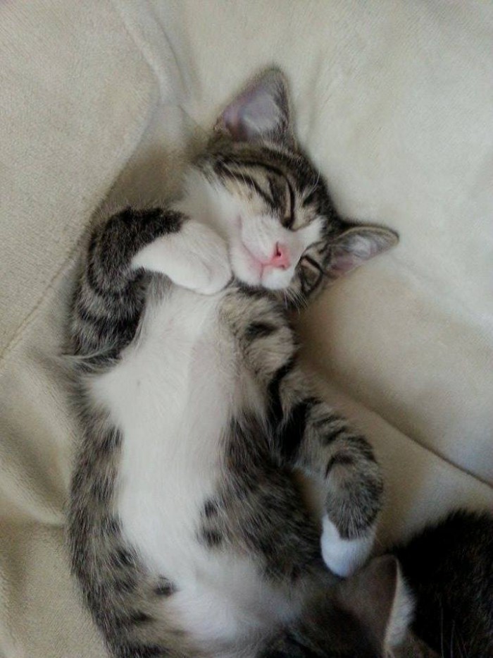 Meet breve breh-vay | Cute cats HQ - Pictures of cute cats and kittens ...