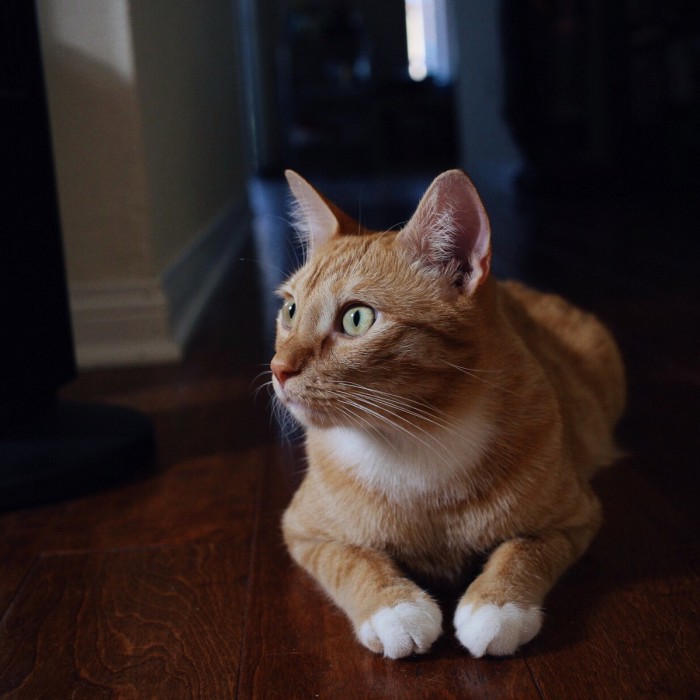 Meet My Cat Clover | Cute cats HQ - Pictures of cute cats and kittens ...