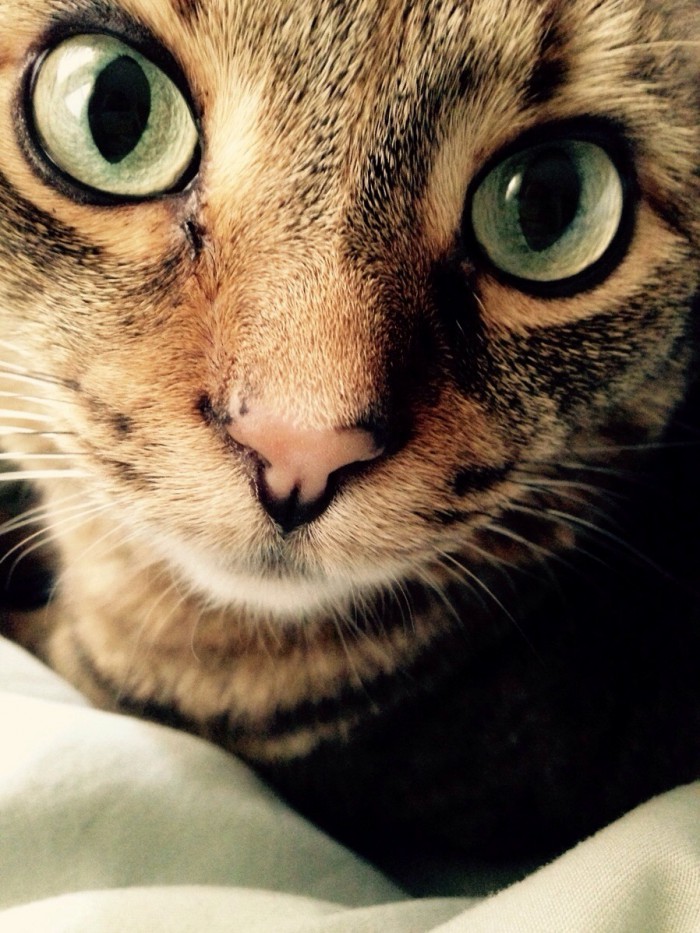 Thats My Brother | Cute cats HQ - Pictures of cute cats and kittens ...