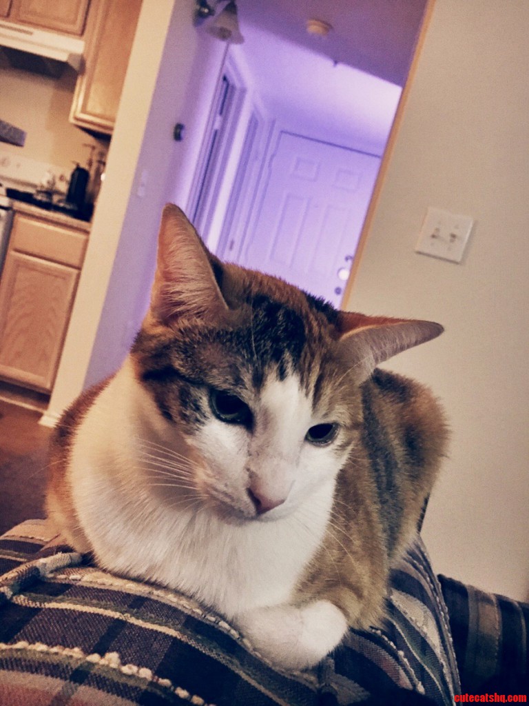 This Is Herbert. | Cute cats HQ - Pictures of cute cats and kittens ...