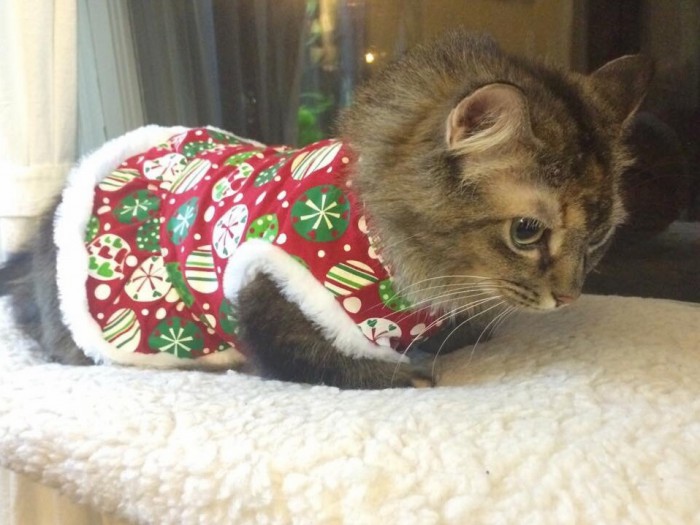 Cat Line-Up | Cute cats HQ - Pictures of cute cats and kittens Free ...