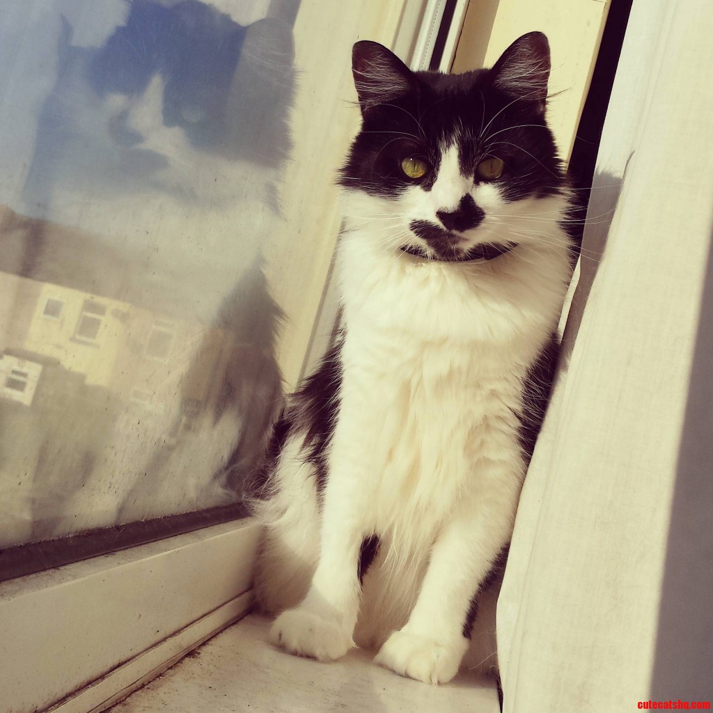 Bug eyed beauty. | Cute cats HQ - Pictures of cute cats and kittens ...