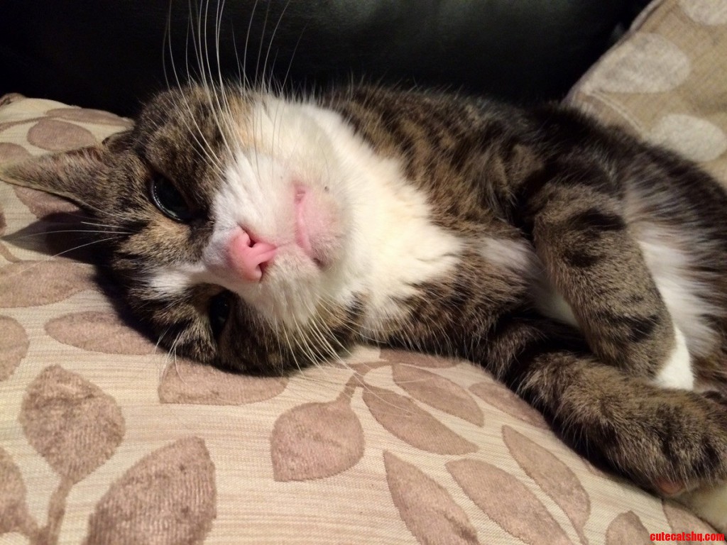 3 adorable kittens | Cute cats HQ - Pictures of cute cats and kittens ...