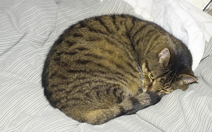 Cat Multitasking | Cute cats HQ - Pictures of cute cats and kittens ...