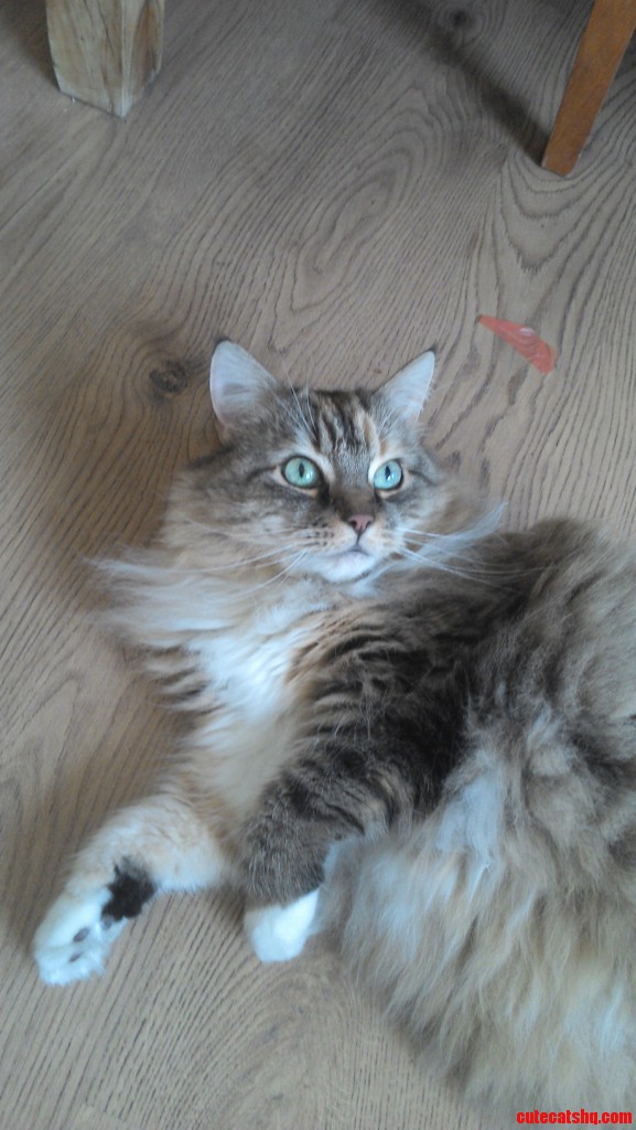 Taiga is not amused | Cute cats HQ - Pictures of cute cats and kittens ...