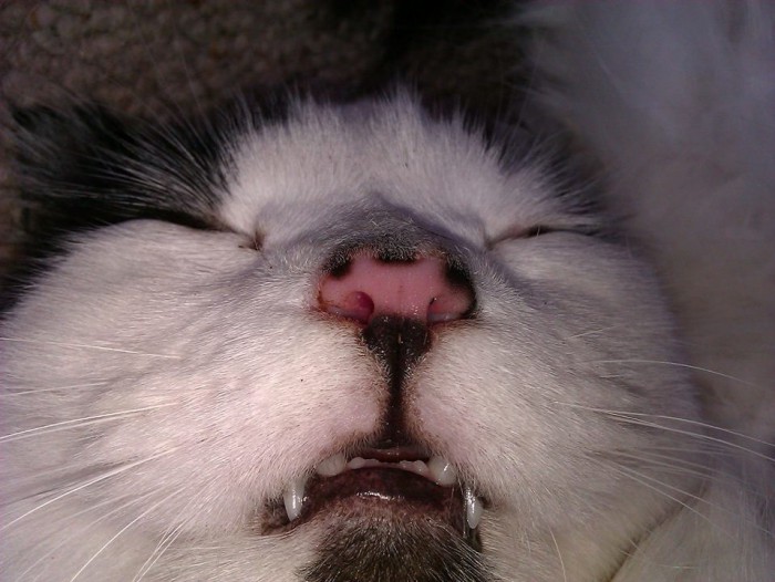 Lucy Is One Chill Cat. - Cute cats HQ - Pictures of cute cats and kittens