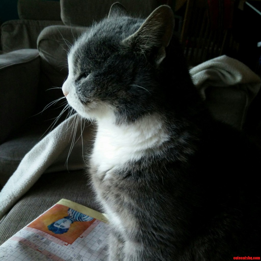 Duh cat | Cute cats HQ - Pictures of cute cats and kittens Free ...