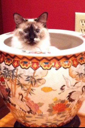 My Cat Is So Freaking Lazy He Wont Even Stand Up To Eat. | Cute cats HQ ...