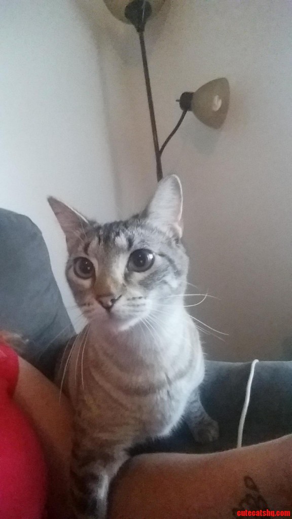 Kitten loaf on glass | Cute cats HQ - Pictures of cute cats and kittens ...