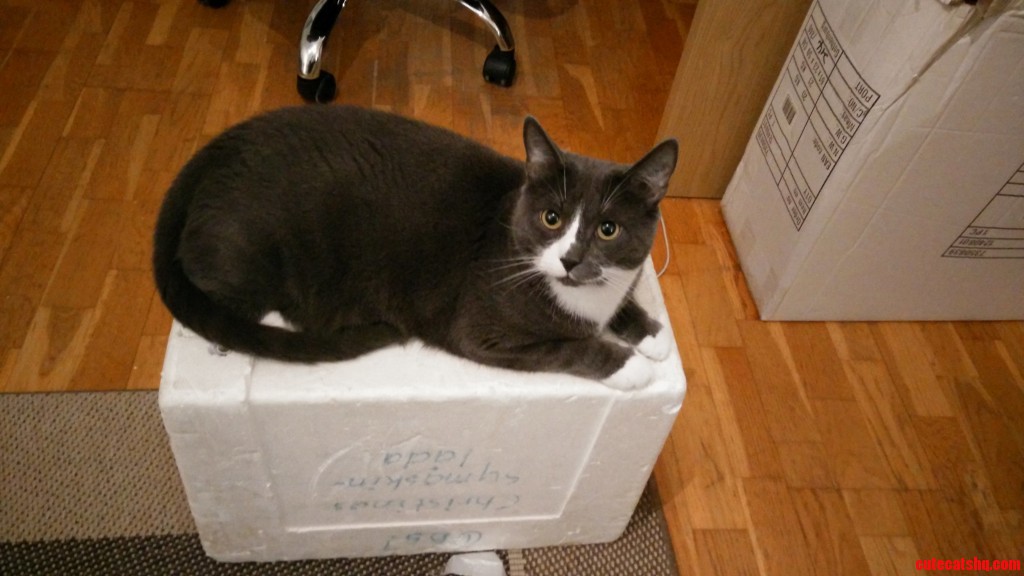 Have You Seen This Cat Because He Is Awesome – | Cute cats HQ ...