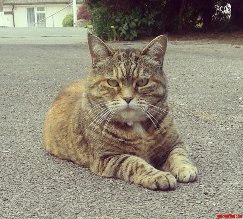 Finally got a picture of this dork. | Cute cats HQ - Pictures of cute ...