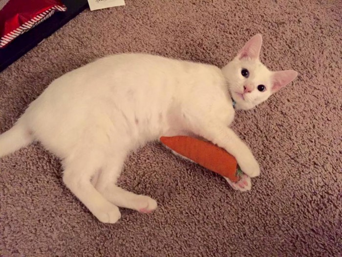 Coco standing | Cute cats HQ - Pictures of cute cats and kittens Free ...