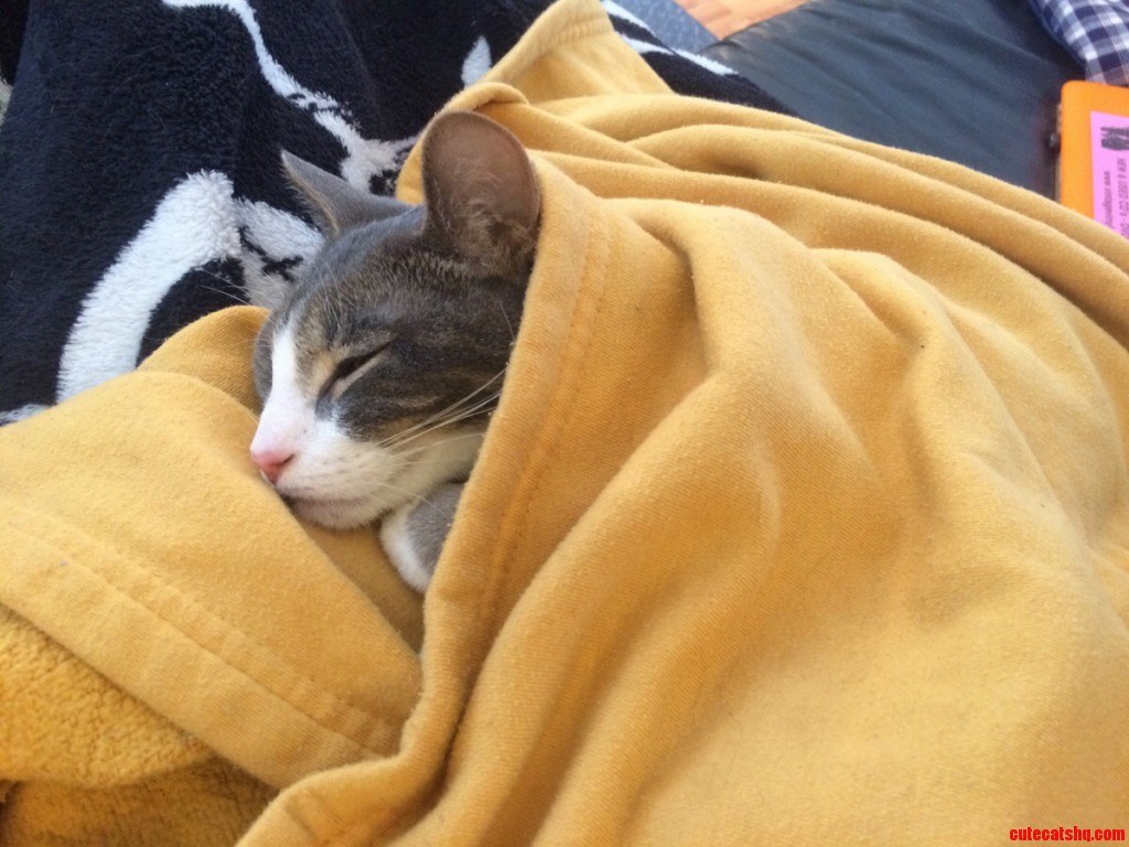 Someone Wants Attention | Cute cats HQ - Pictures of cute cats and ...