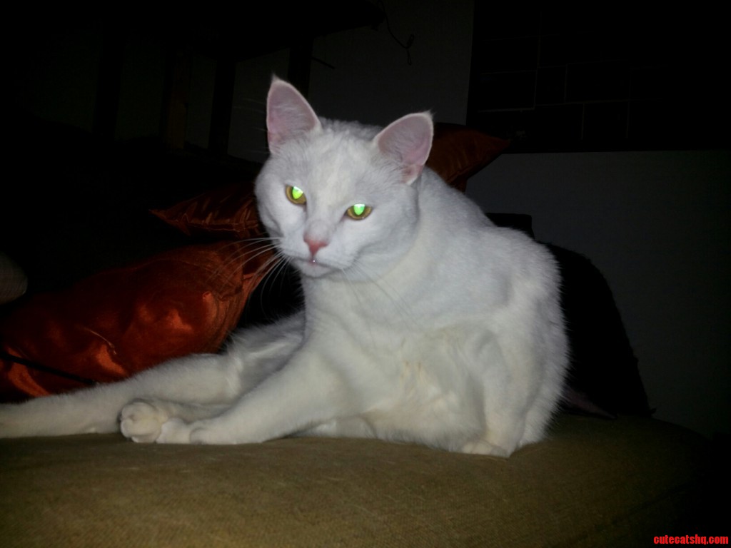 That face. | Cute cats HQ - Pictures of cute cats and kittens Free ...