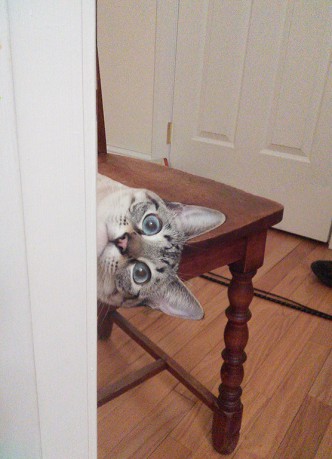 Kitty LOL | Cute cats HQ - Pictures of cute cats and kittens Free ...