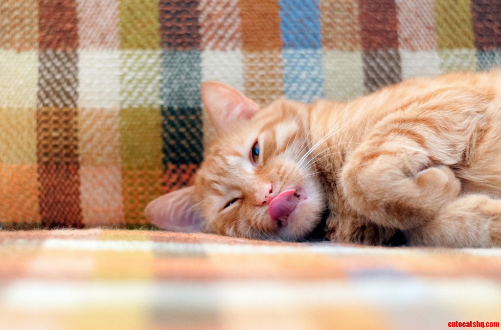 Rough Night Man. Rough Night. | Cute cats HQ - Pictures of cute cats ...