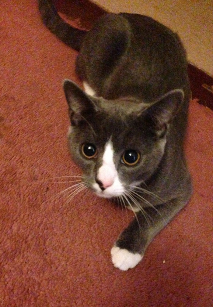 Molly Maul | Cute cats HQ - Pictures of cute cats and kittens Free ...