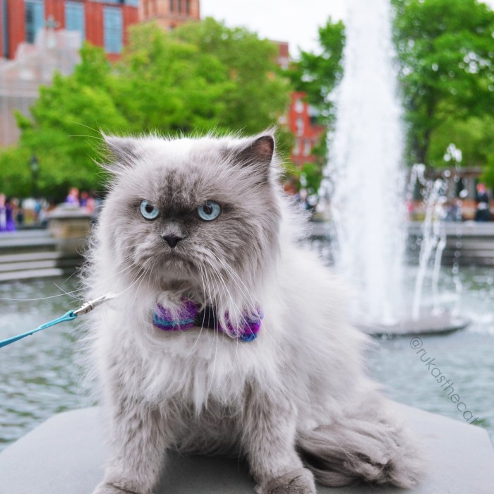 Bug | Cute cats HQ - Pictures of cute cats and kittens Free pictures of ...