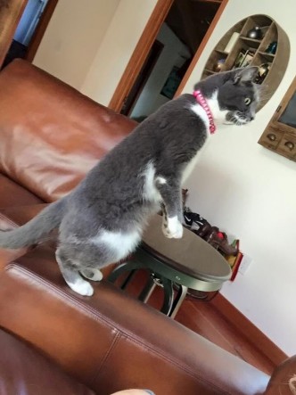 Polkovnik kote | Cute cats HQ - Pictures of cute cats and kittens Free ...