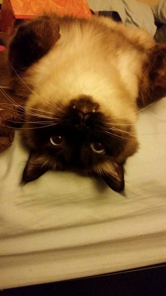 Kitten loaf on glass | Cute cats HQ - Pictures of cute cats and kittens ...