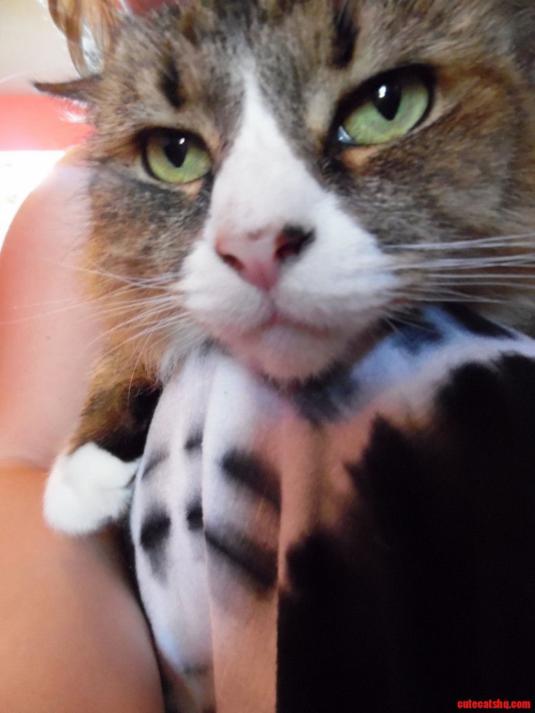 Doing something | Cute cats HQ - Pictures of cute cats and kittens Free ...