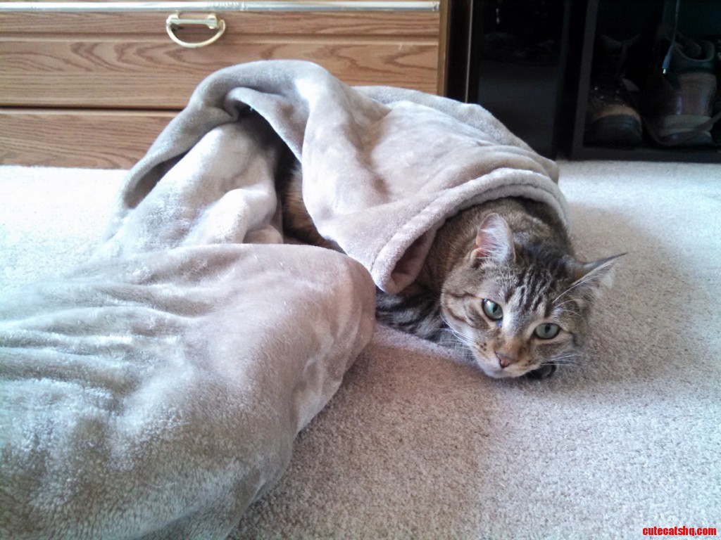 Polkovnik kote | Cute cats HQ - Pictures of cute cats and kittens Free ...