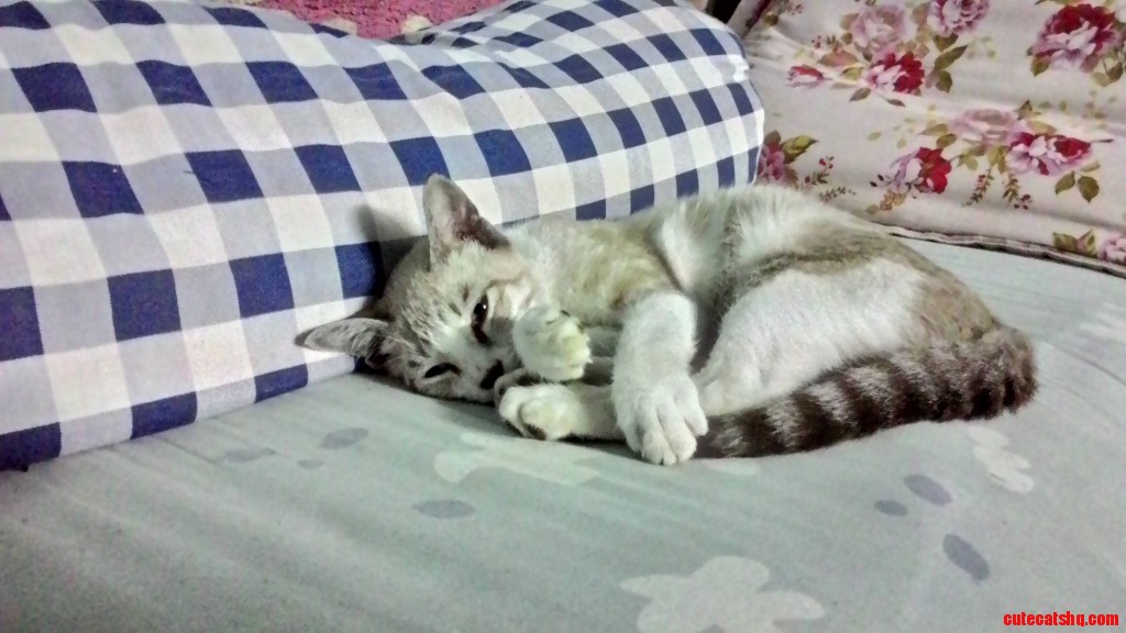 Beaus Favorite Place To Lounge | Cute cats HQ - Pictures of cute cats ...