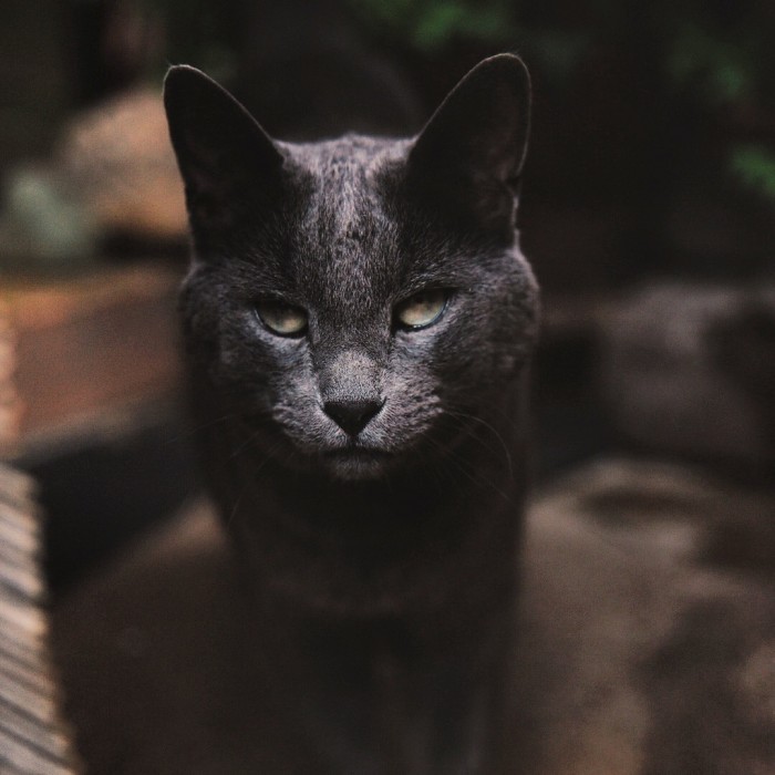 Sadie. | Cute cats HQ - Pictures of cute cats and kittens Free pictures ...