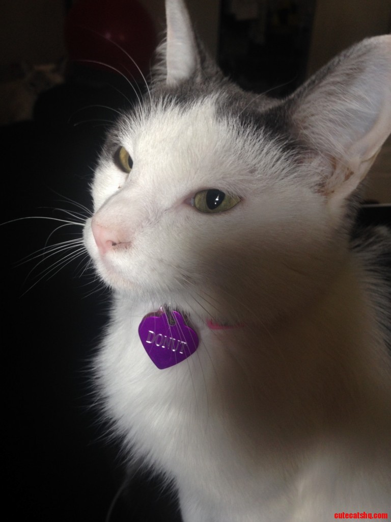 Quizzical | Cute cats HQ - Pictures of cute cats and kittens Free ...