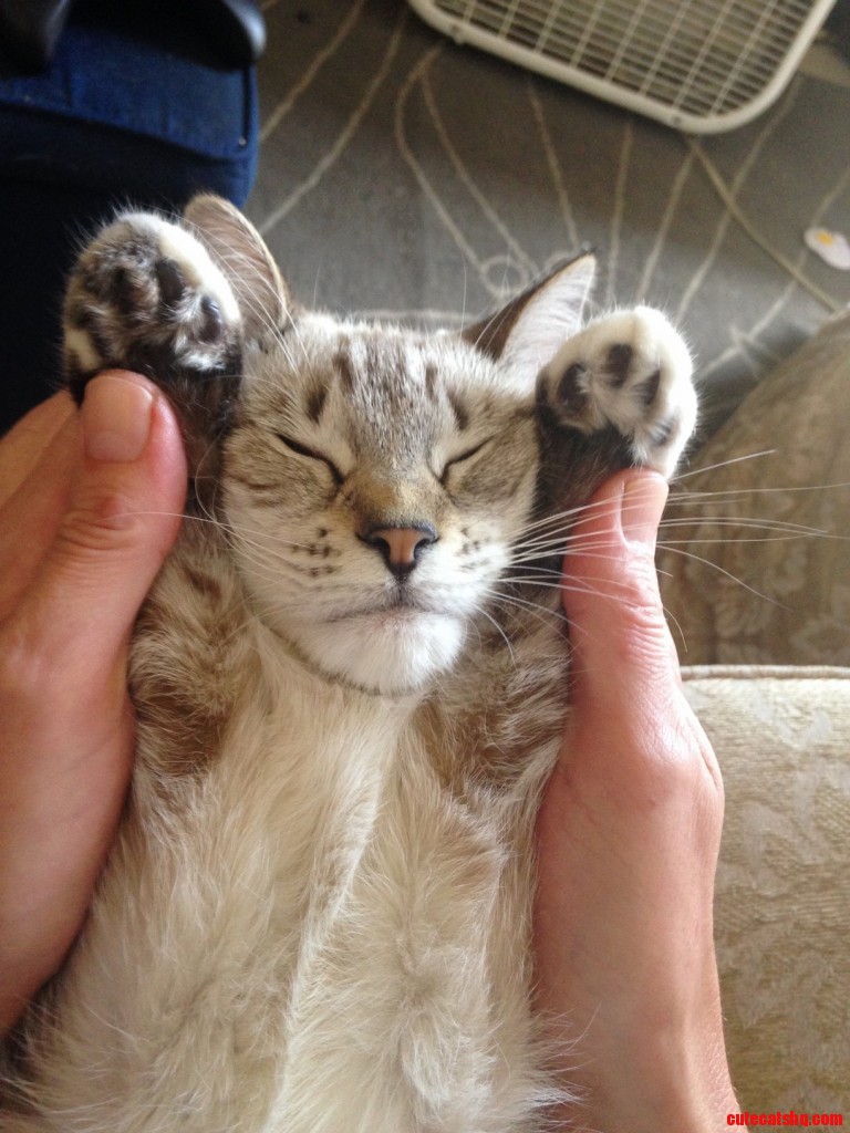 Nothing To See Here. | Cute cats HQ - Pictures of cute cats and kittens ...