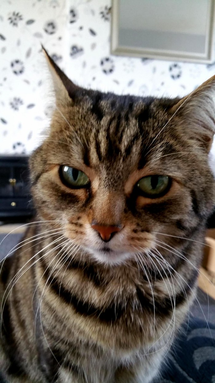 Cat Line-Up | Cute cats HQ - Pictures of cute cats and kittens Free ...