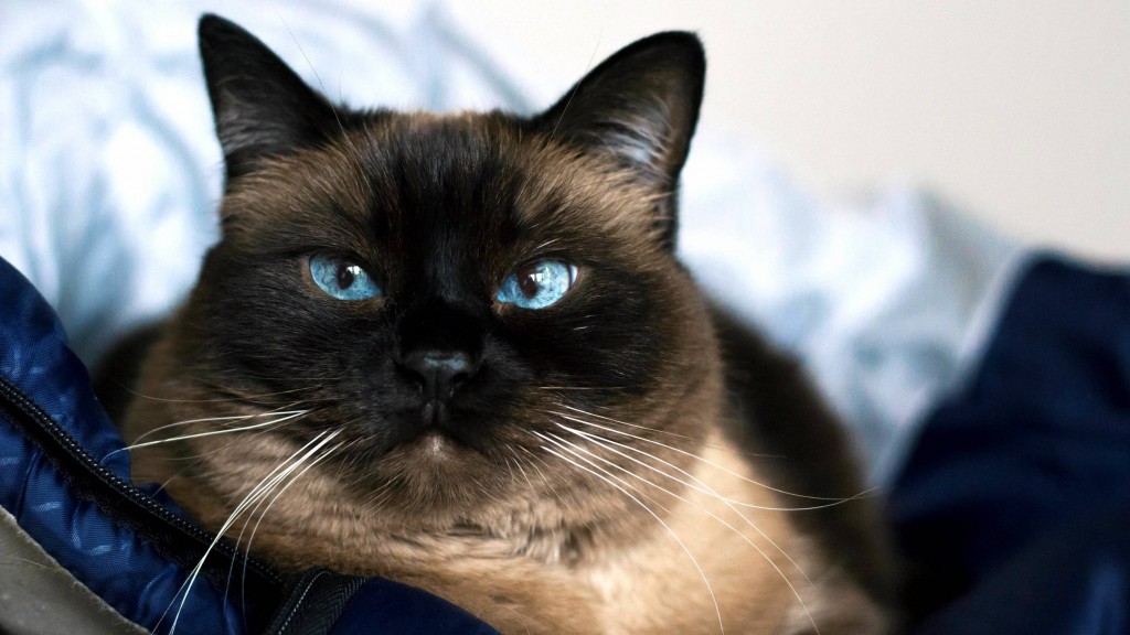 My green eyed baby | Cute cats HQ - Pictures of cute cats and kittens ...