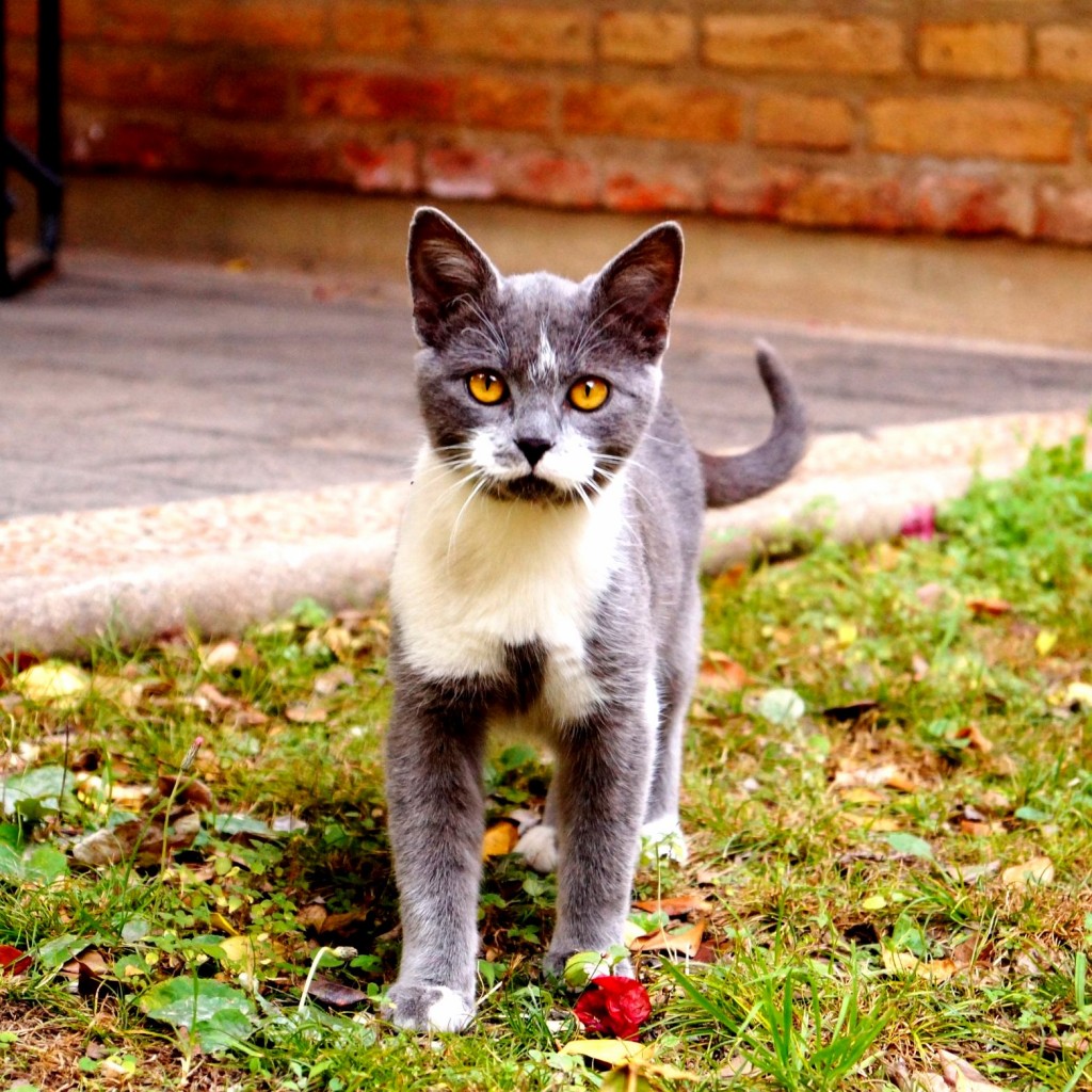 Derpy Kitty | Cute cats HQ - Pictures of cute cats and kittens Free ...