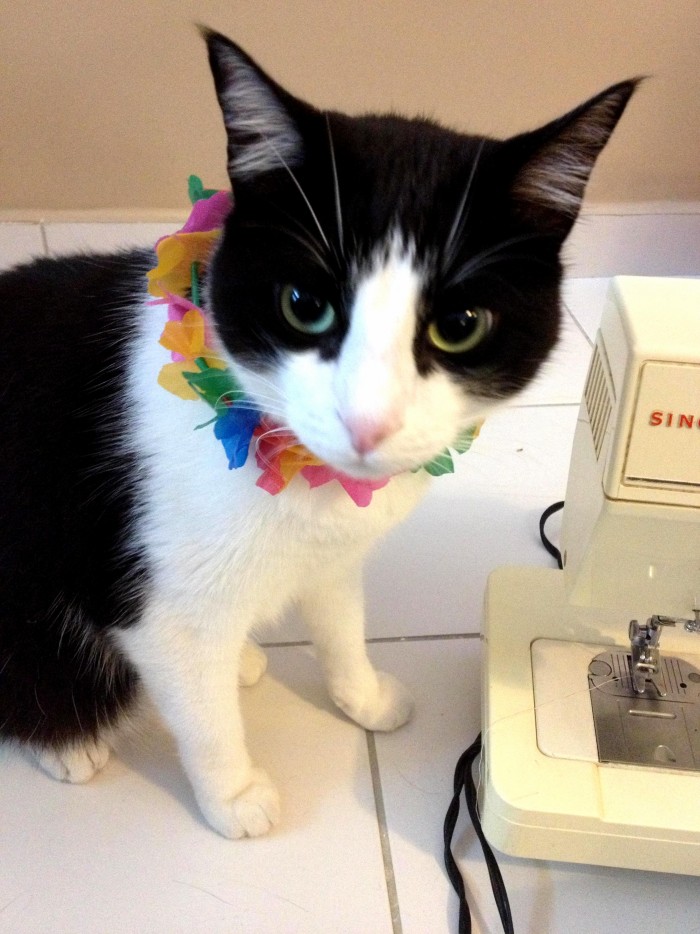 Muppet cat | Cute cats HQ - Pictures of cute cats and kittens Free ...