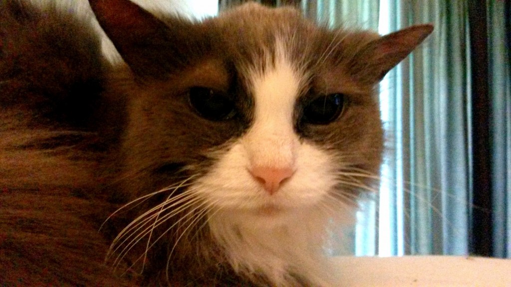 Domestic longhaired cat | Cute cats HQ - Pictures of cute cats and ...