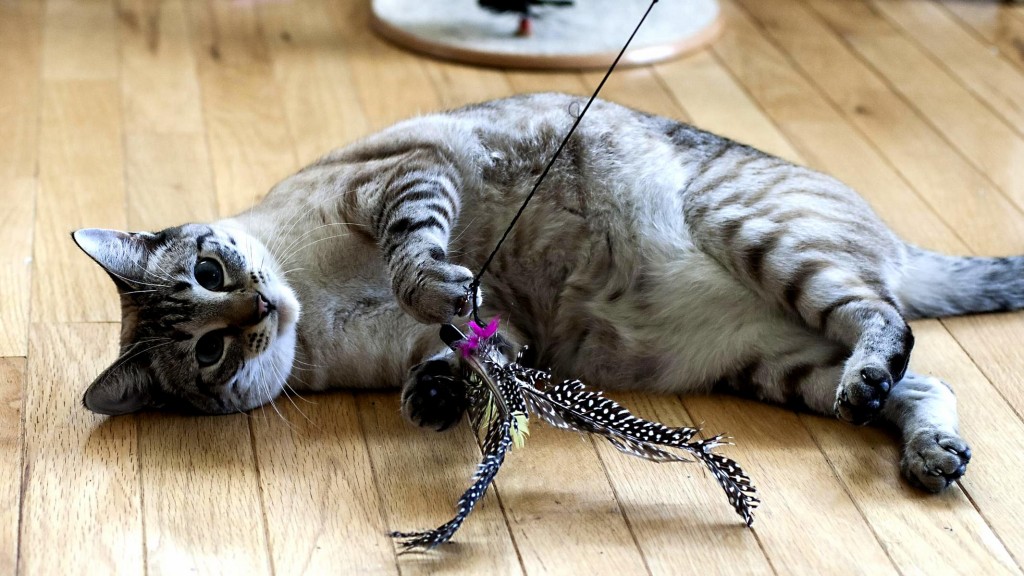 Business Cat Leave Him Alone He Is Very Busy Right Meow. | Cute cats HQ ...