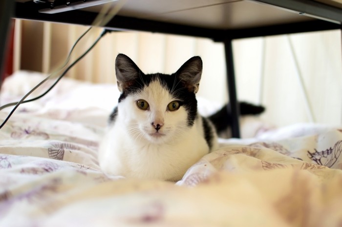 Quizzical | Cute cats HQ - Pictures of cute cats and kittens Free ...