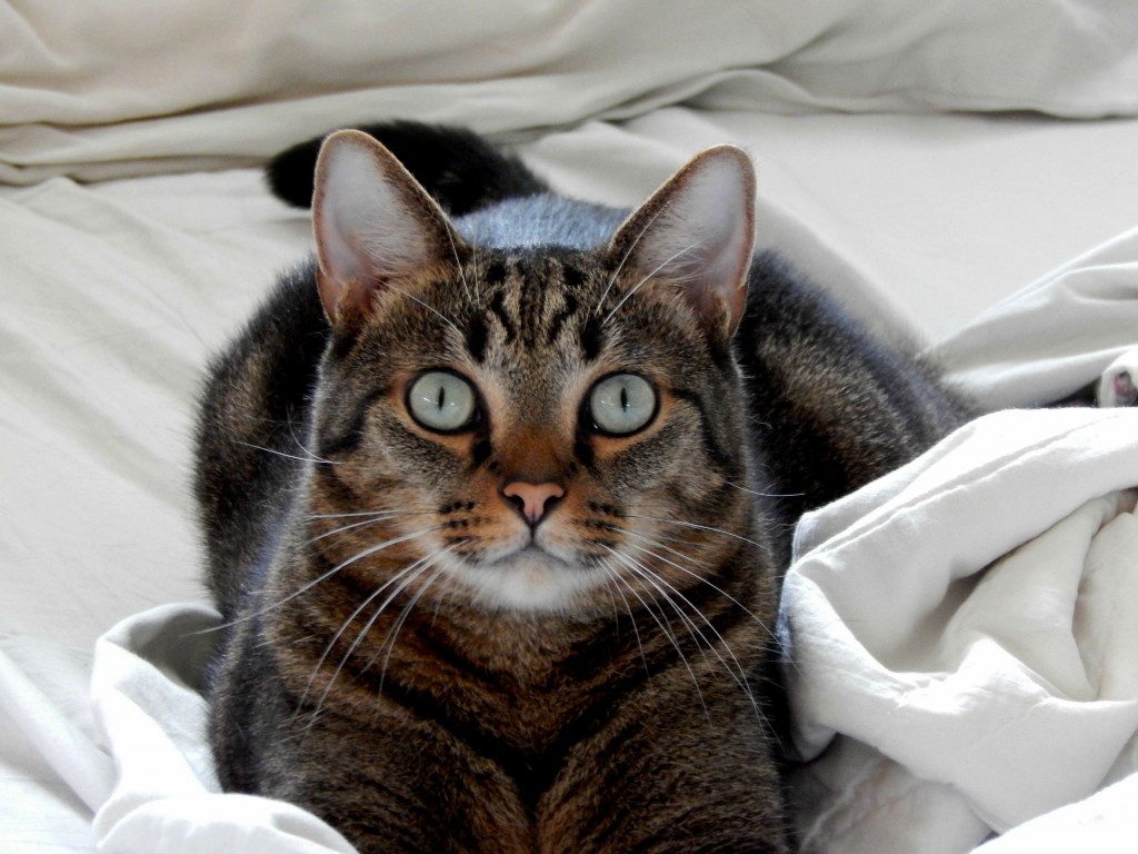 Buster Face Our Cat Buster Is A Derpy And Fat Cat. This Expression ...