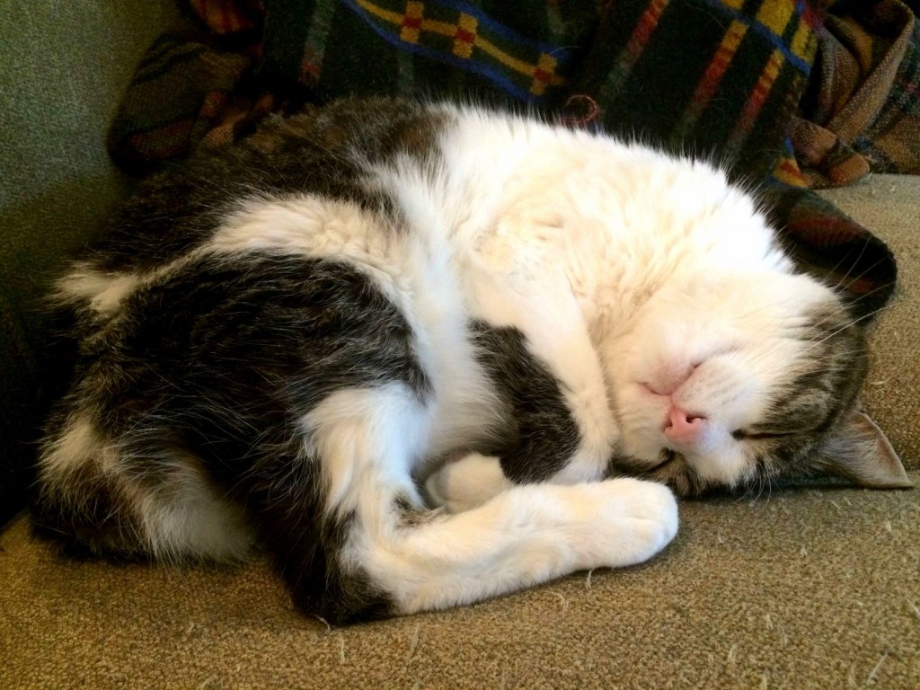 Mommas sleepy baby | Cute cats HQ - Pictures of cute cats and kittens ...