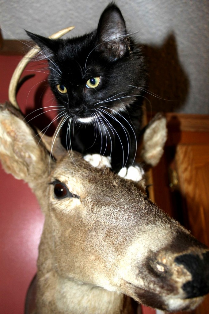 Sesame Cat | Cute cats HQ - Pictures of cute cats and kittens Free ...