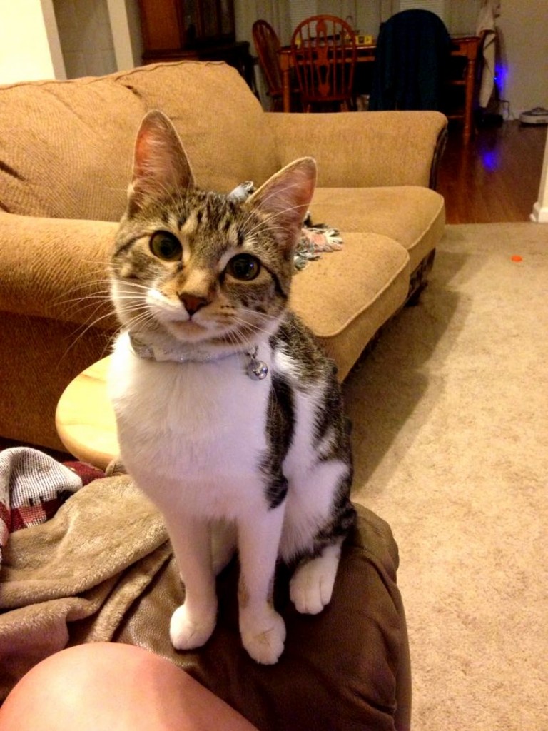 Bug eyed beauty. | Cute cats HQ - Pictures of cute cats and kittens ...